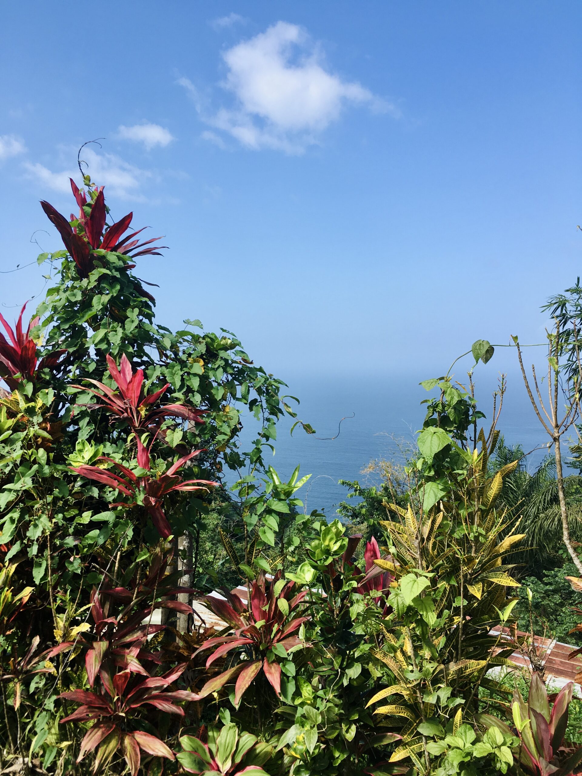 Visiting Las Lapas, Trinidad: A Hidden Gem for Nature Lovers - cardinal ...